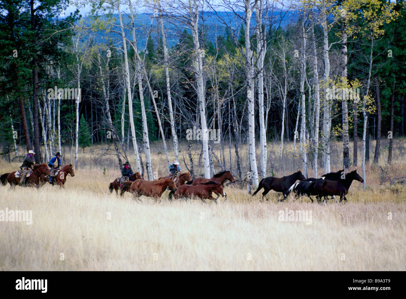 Wild Horse Drive Roundup in Autumn at Douglas Lake Ranch near Quilchena ...