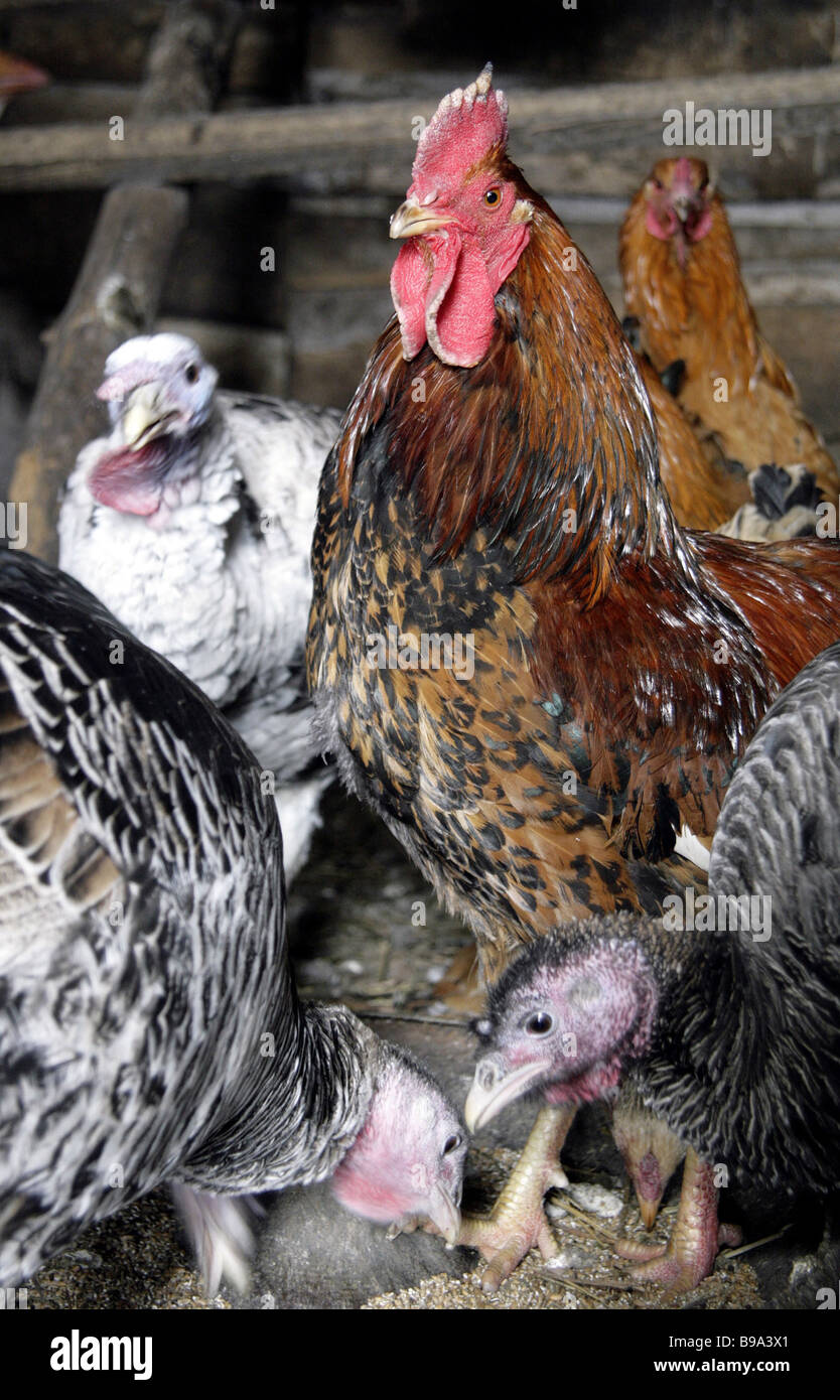 Russian Farm Stock Photos & Russian Farm Stock Images - Alamy
