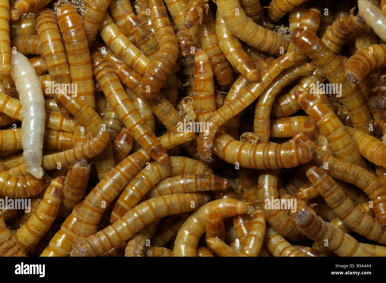 Yellow Mealworm Beetle (Tenebrio molitor). Larvae (mealworms) seen from ...