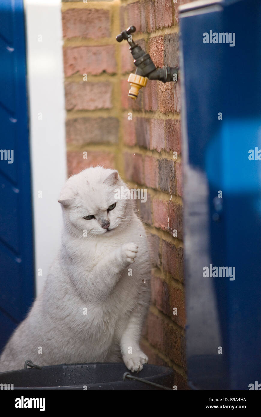 British short hair silver tipped cat drinking from an outside tap Stock ...