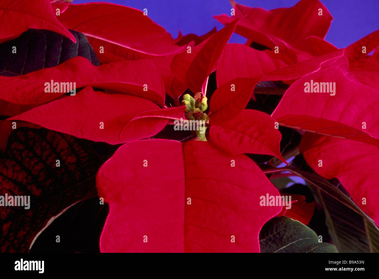 Red Poinsettia (Euphorbia pulcherrima), the Traditional Christmas ...
