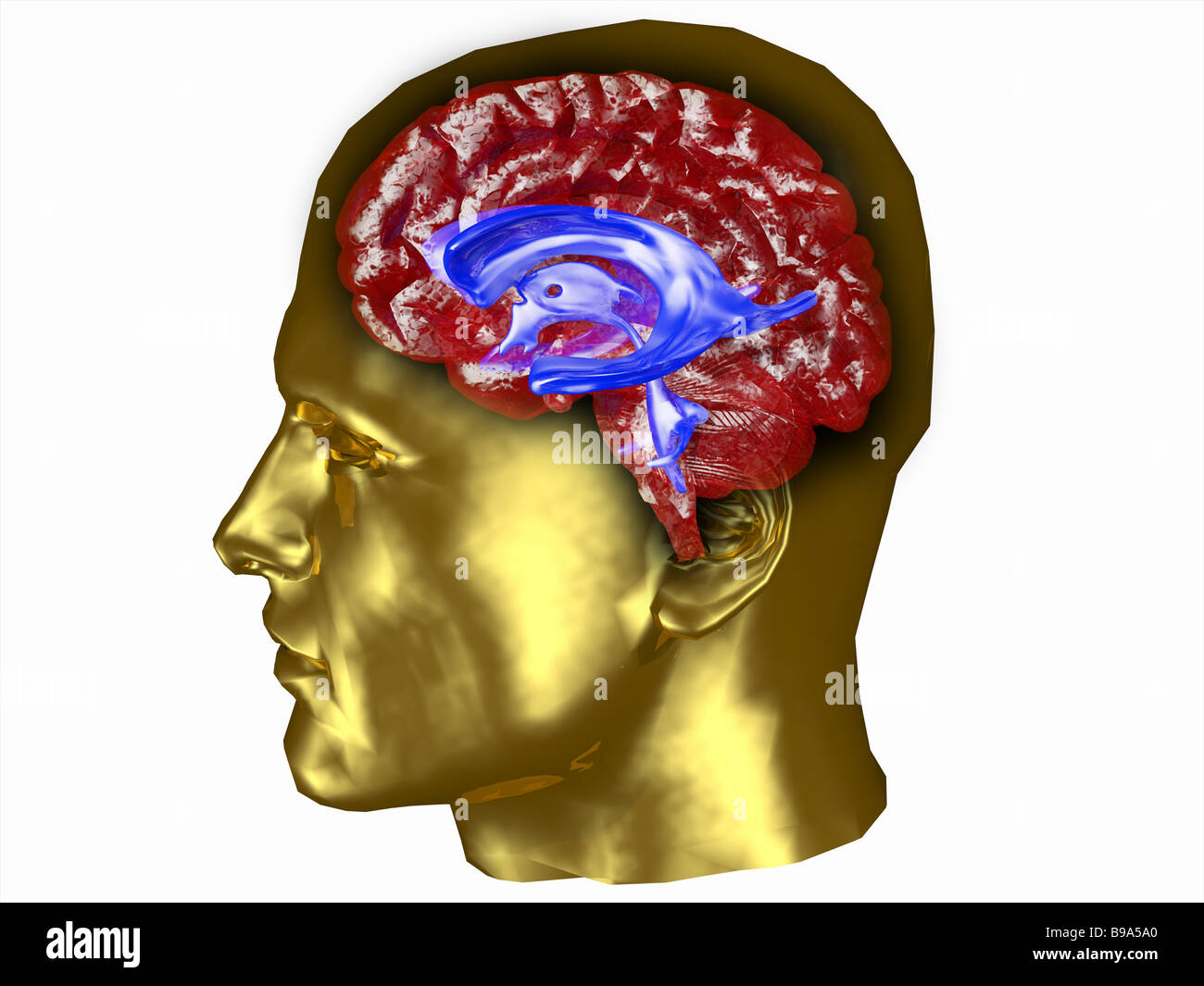 computer graphics image of the human brain and ventricular system ...