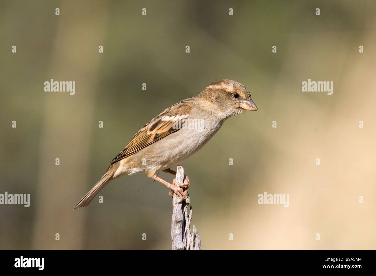 Sparrow hi-res stock photography and images - Alamy