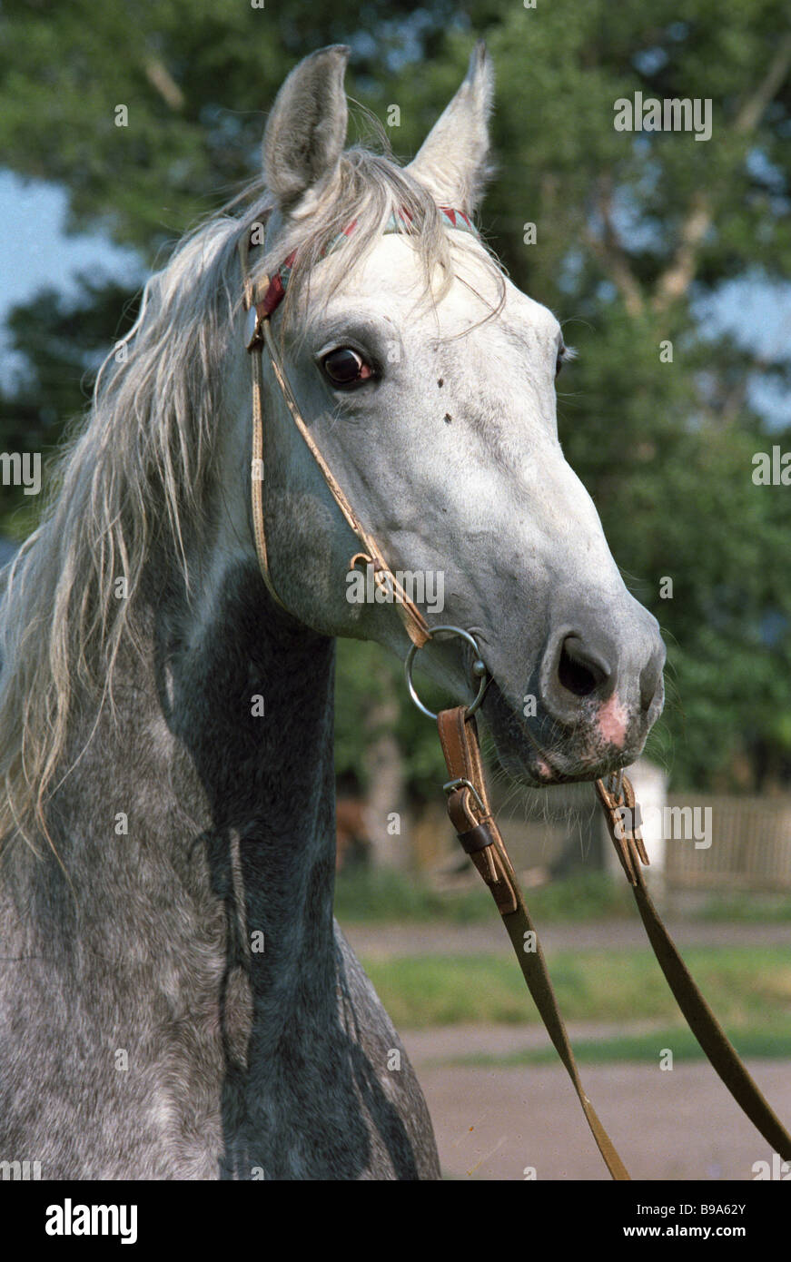 Oryol Stock Photos & Oryol Stock Images - Alamy