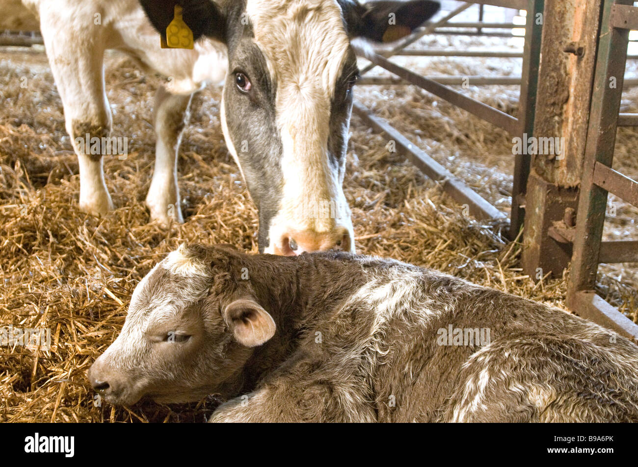 Mother Cow and her newly born calf in a cow shed Stock Photo - Alamy