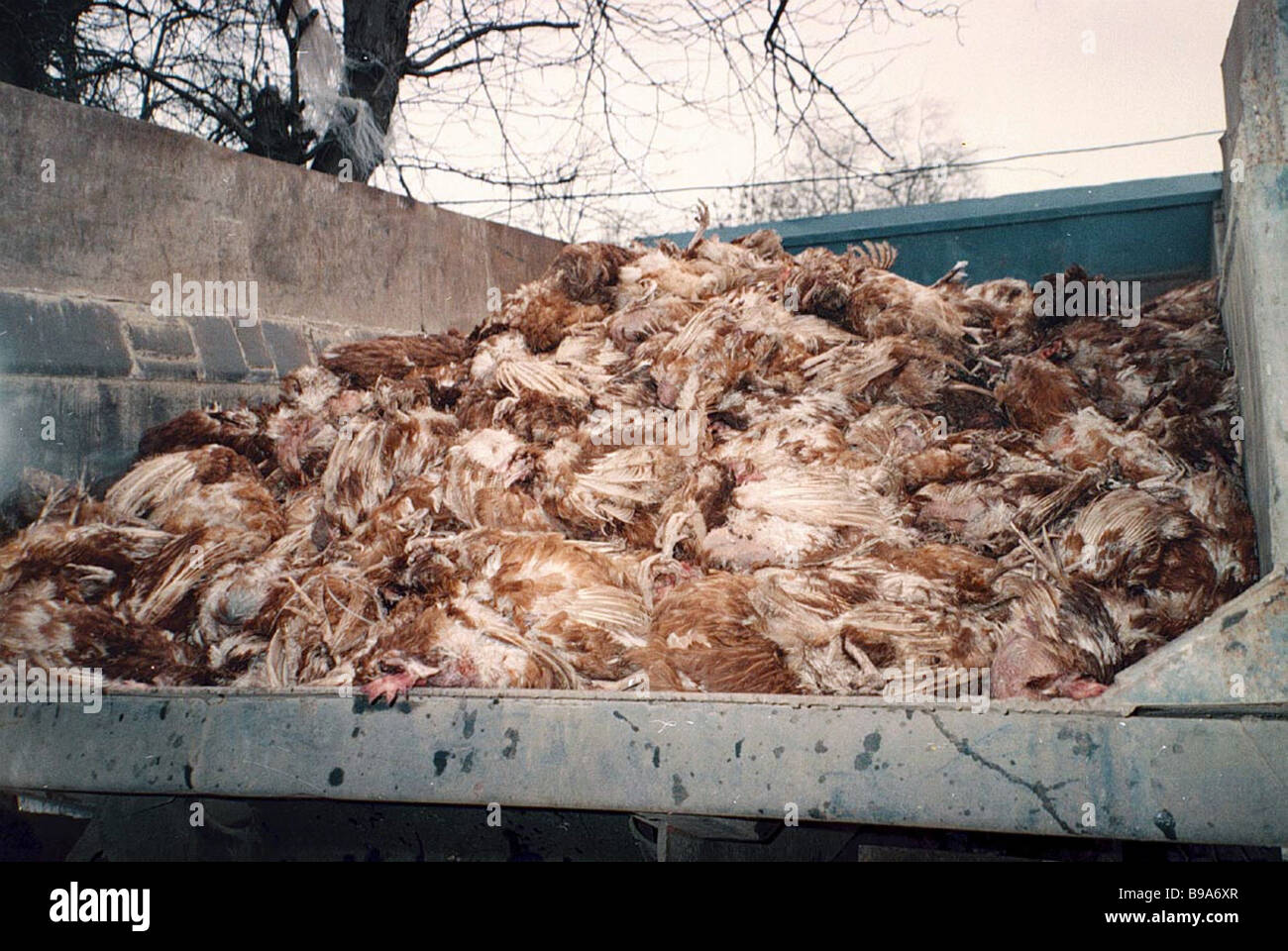 The bird flu killed poultry of the Makhachkala chicken farm in the ...
