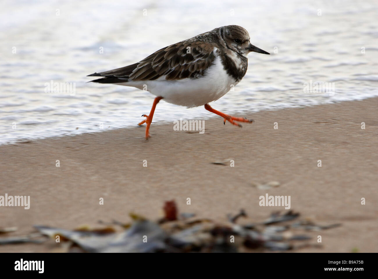 Common turnstone hi-res stock photography and images - Alamy