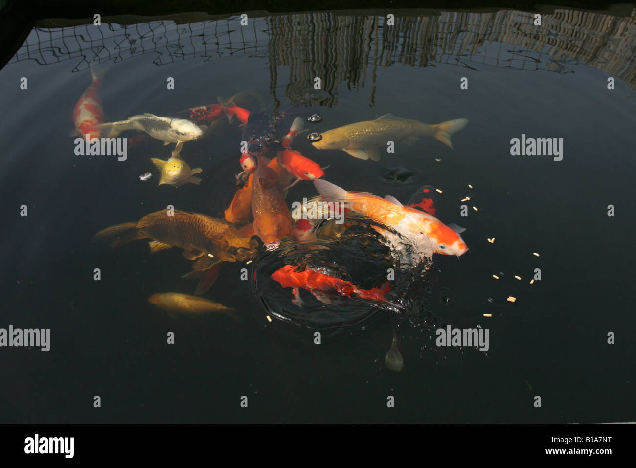Koi carp feeding Stock Photo - Alamy