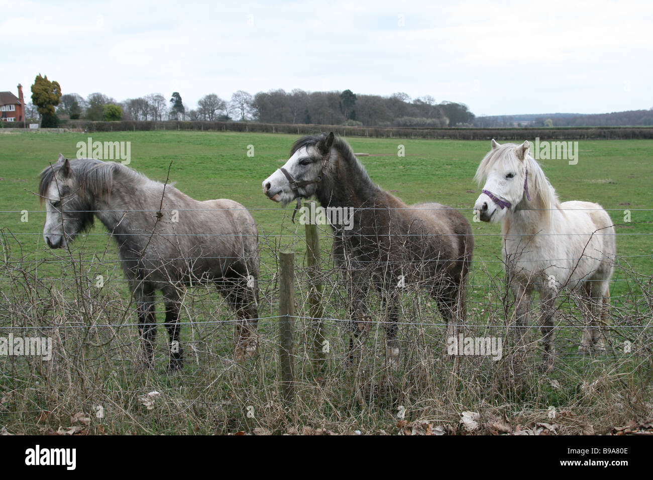 Stable pet hi-res stock photography and images - Alamy