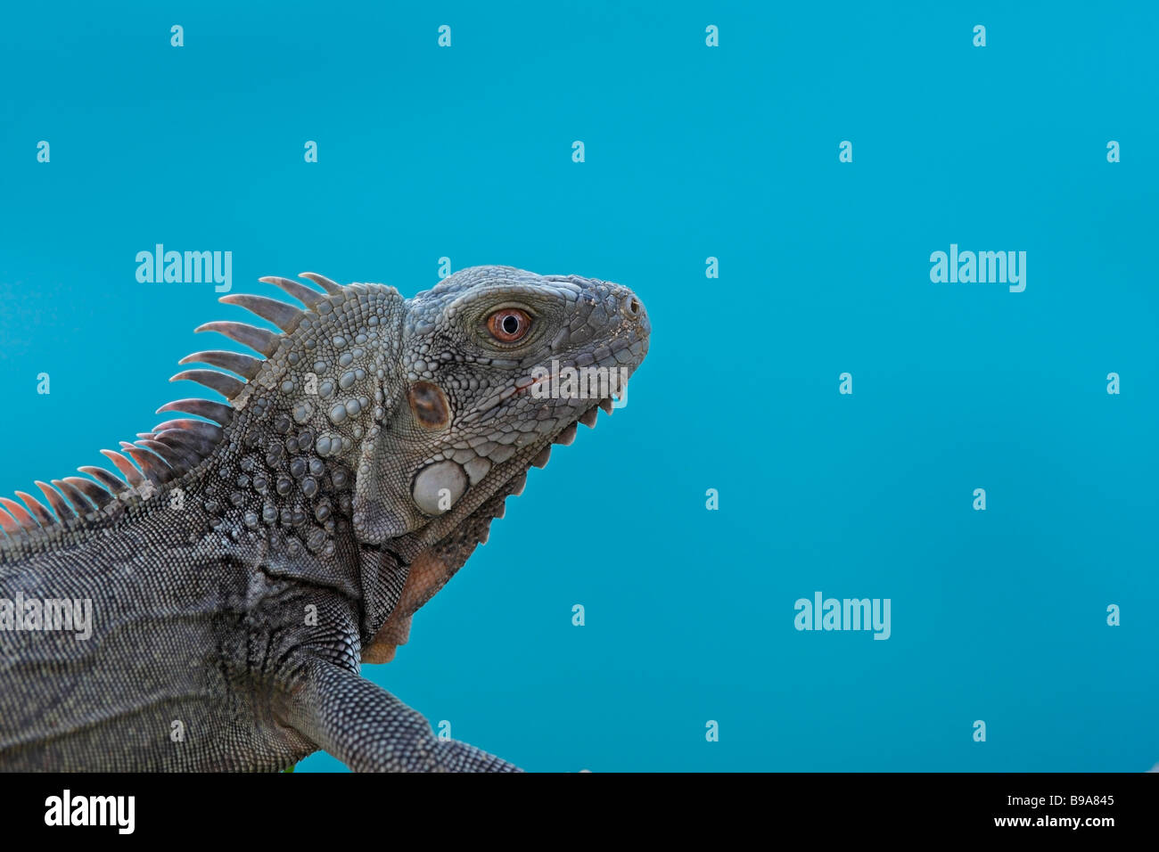 Green Iguana Iguana iguana close up with blue background Stock Photo ...