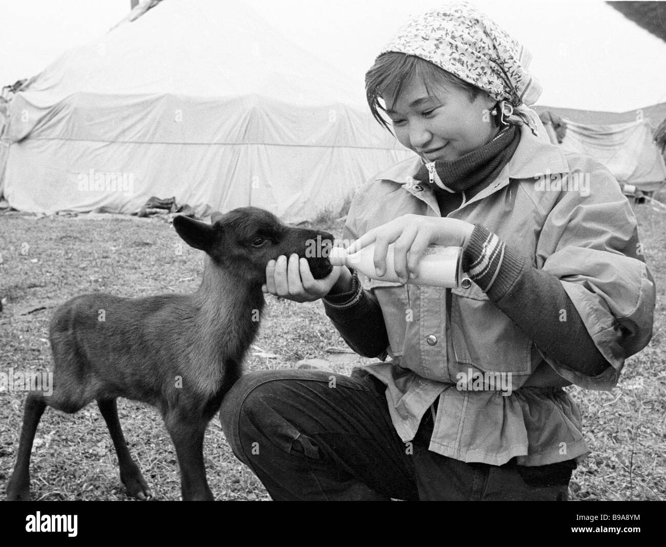 A breeder bottle feeding a young deer Stock Photo - Alamy