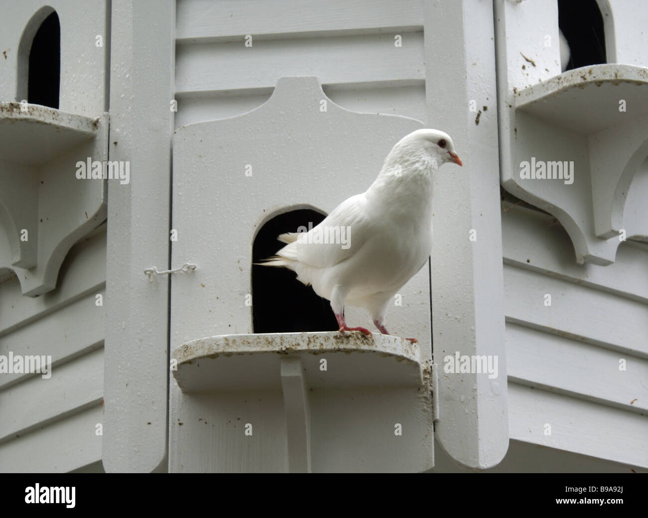 White Dove in a Dovecot Stock Photo - Alamy