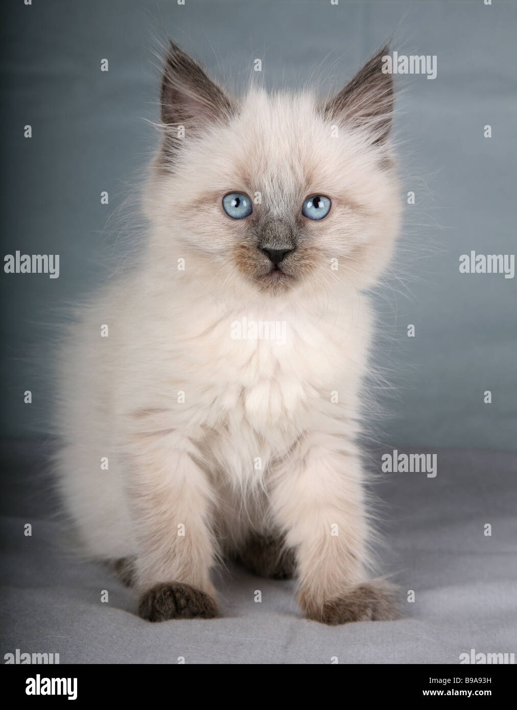 Siberian kitten. Colorpoint Stock Photo - Alamy