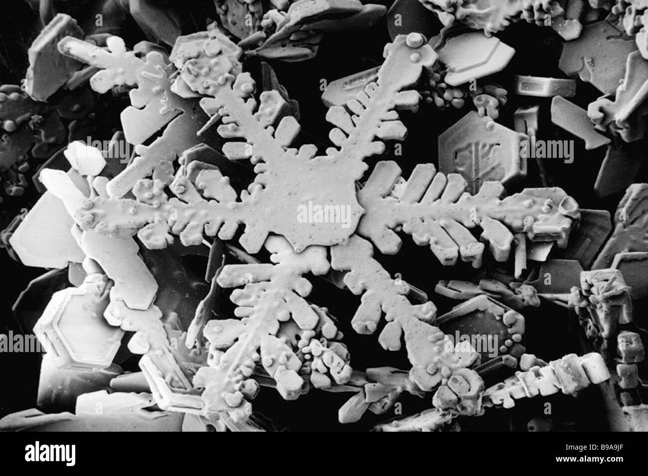 Real Snowflake Under Electron Microscope