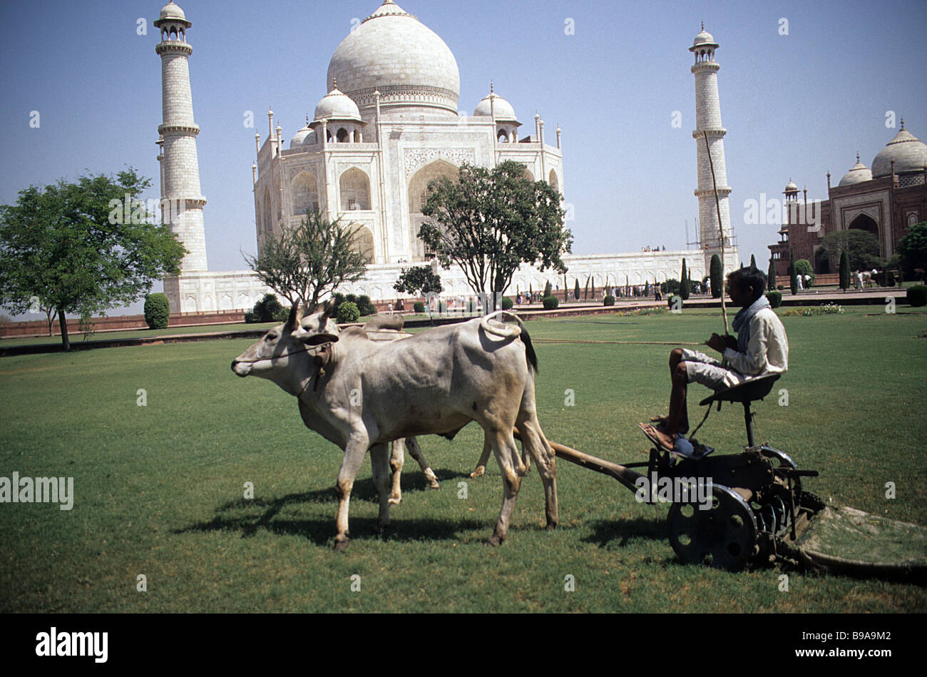 Agra, India, The Taj Mahal, with an ox pulling a lawn-mower Stock Photo ...