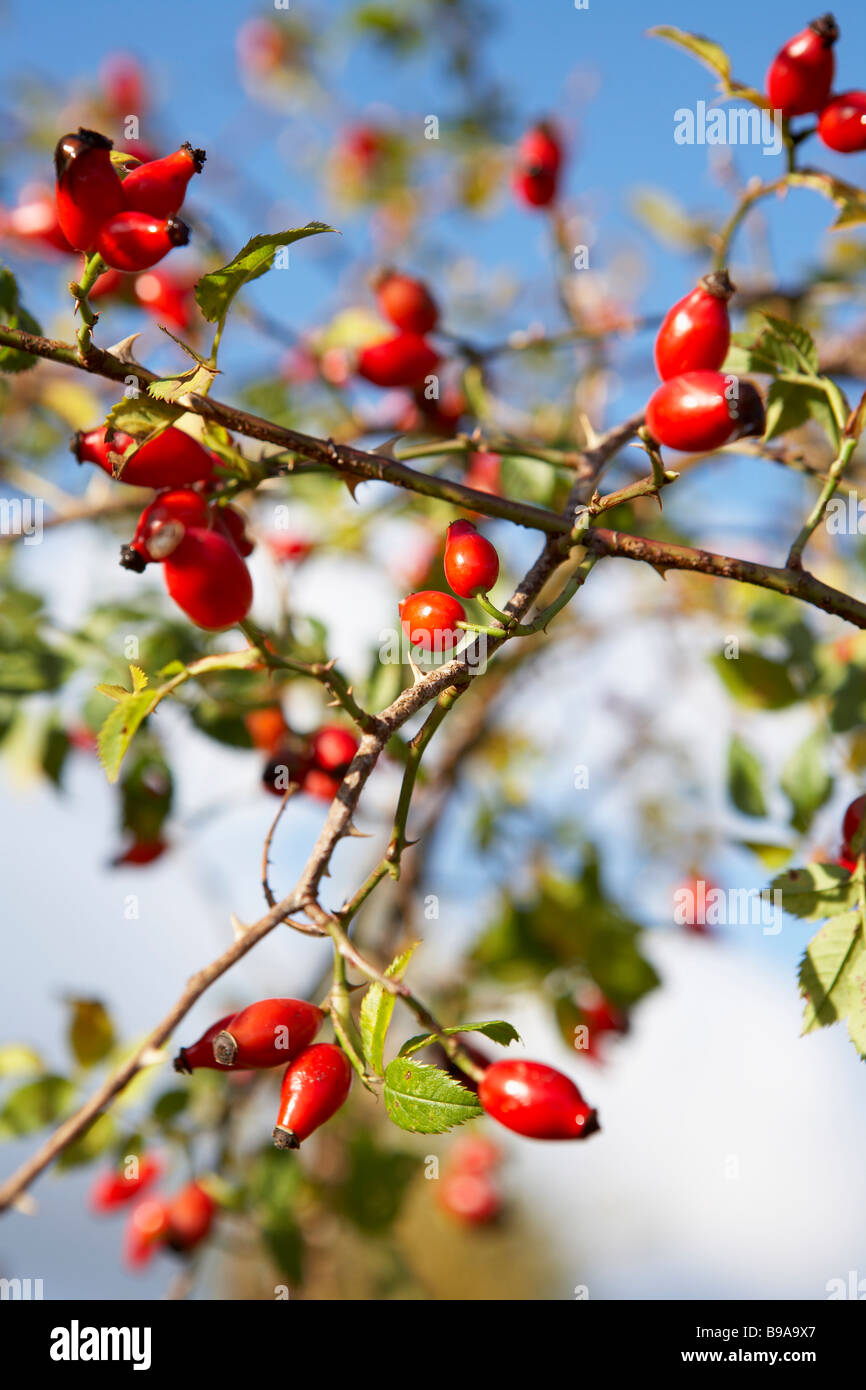 Rose branches hi-res stock photography and images - Alamy