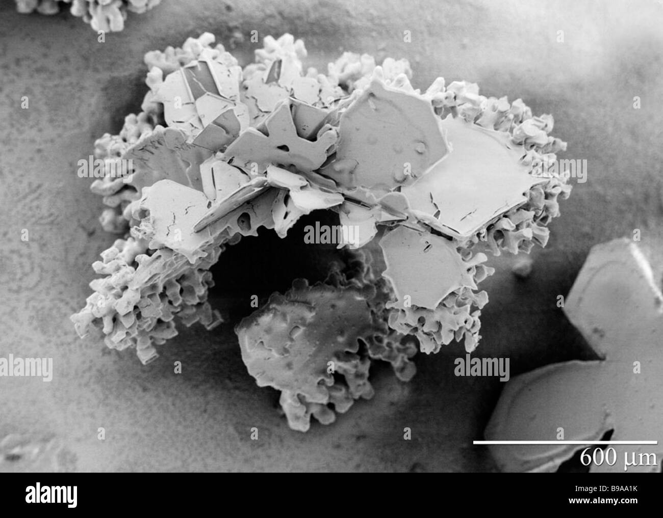 Scanning Electron Microscope Images Snowflake