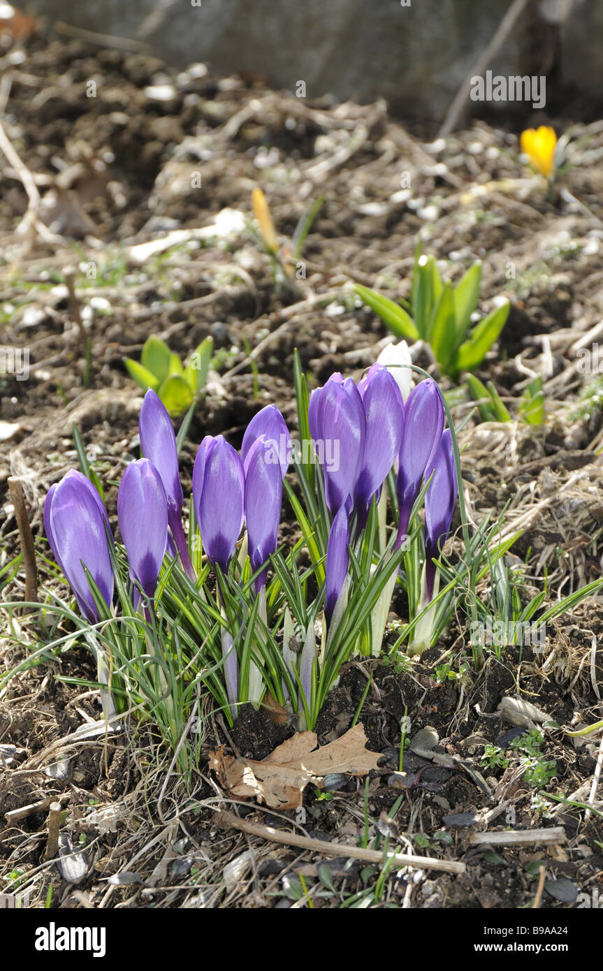 Longiflorus hi-res stock photography and images - Alamy