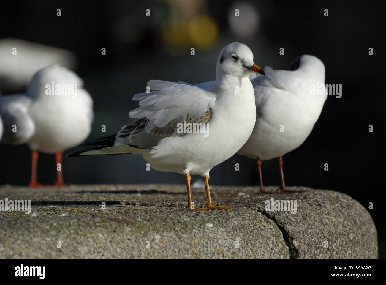 common gulls roosting on a dockside with dark background Stock Photo ...