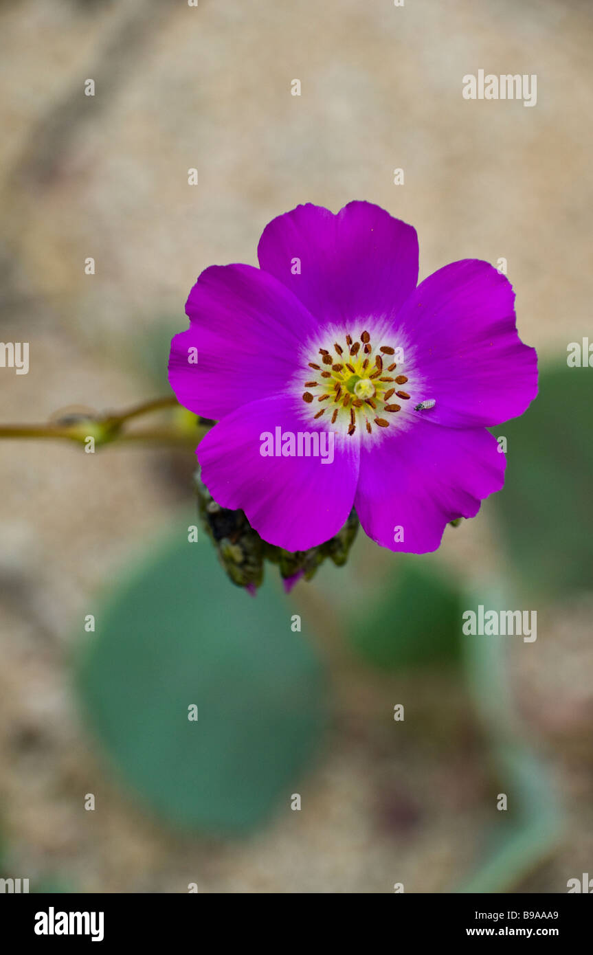 Flower in the Atacama Desert, wildflower Blooming Desert Chile Stock ...