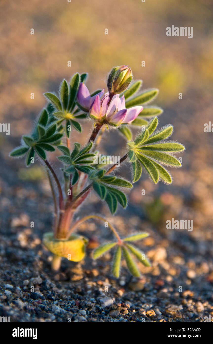 Flower in the Atacama Desert, wildflower Blooming Desert Chile Stock ...