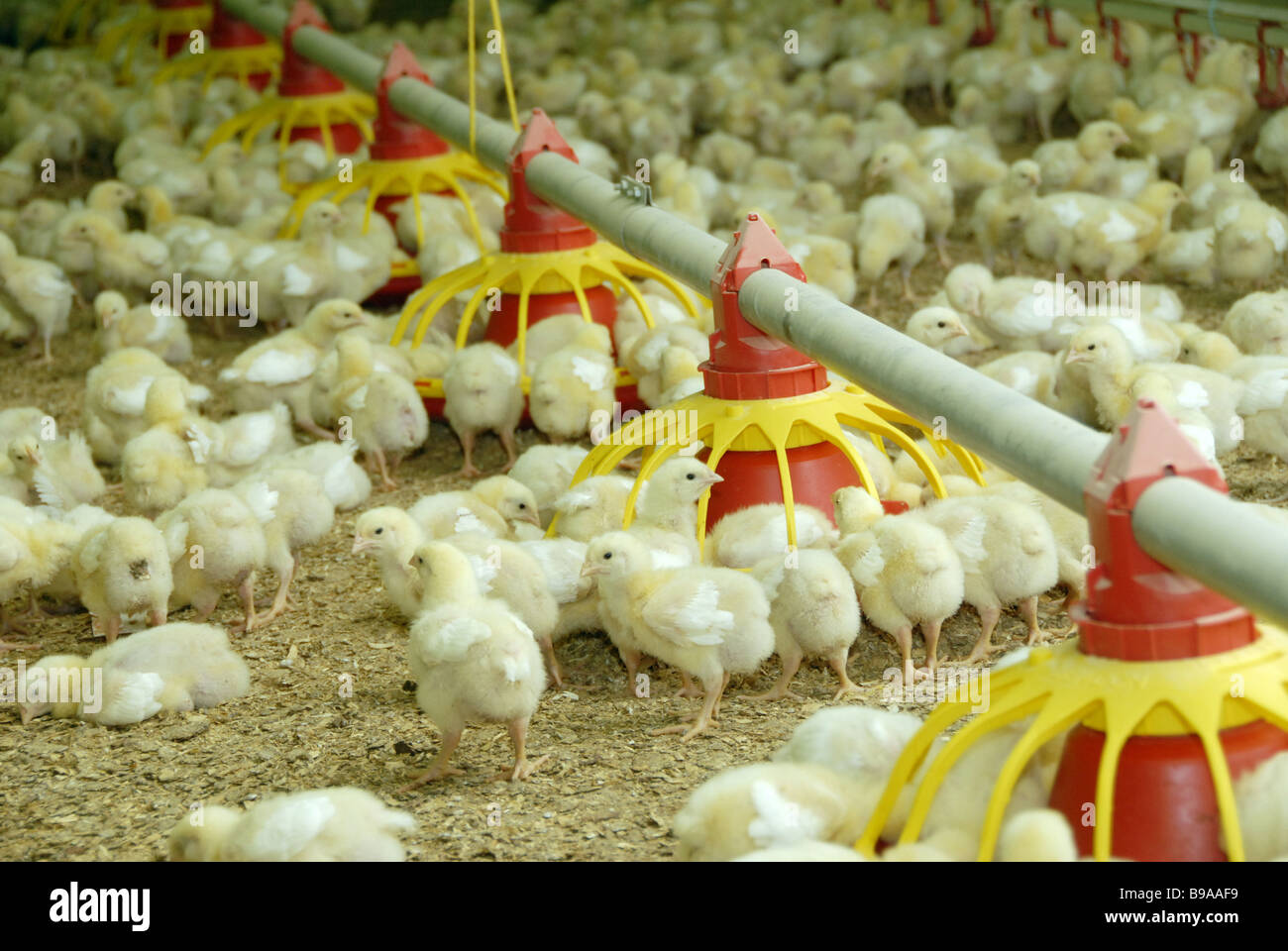 Automated seed cans at the ZAO Orenburg Broiler poultry farm Stock ...
