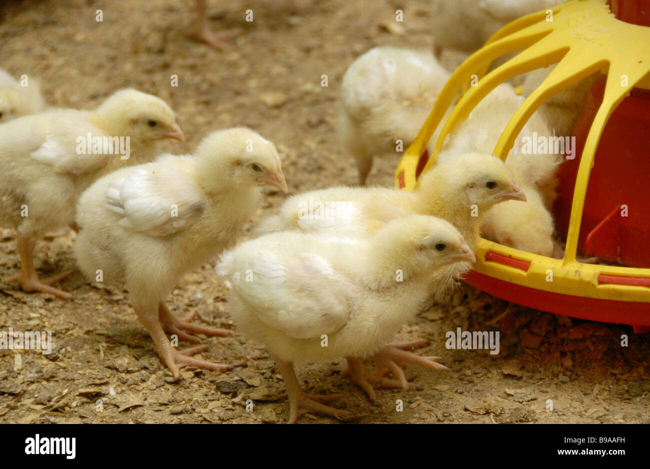 Automated seed cans at the ZAO Orenburg Broiler poultry farm Stock ...