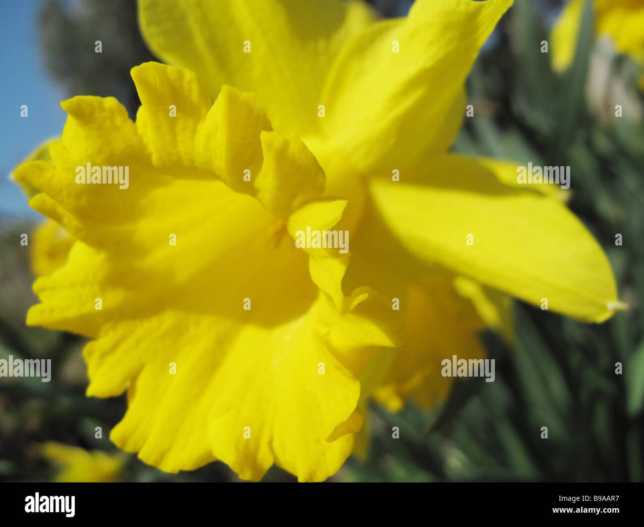 A close up of a yellow daffodil Stock Photo - Alamy
