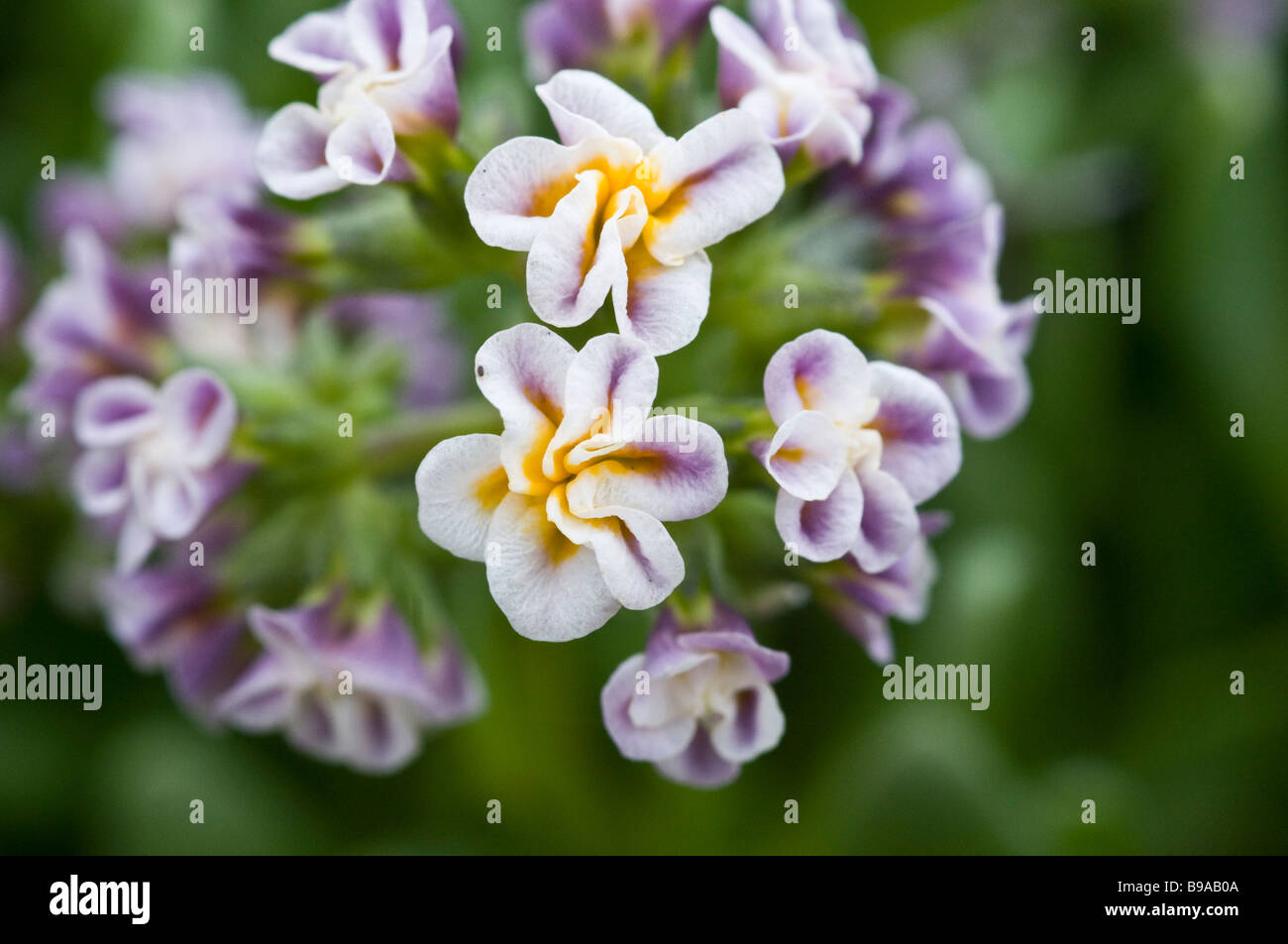 Flower in the Atacama Desert, wildflower Blooming Desert Chile Stock ...