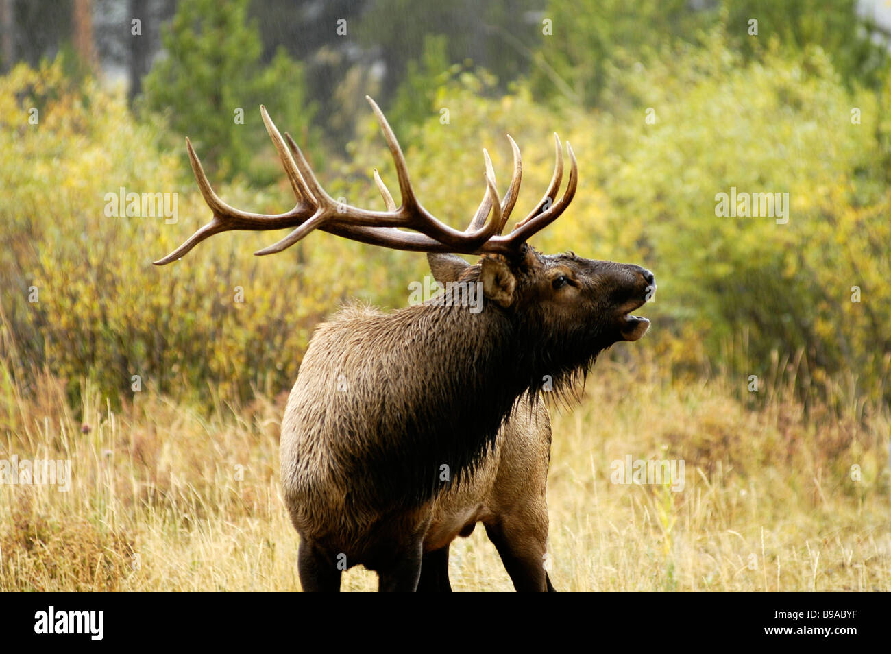 a bull elk bugling during the rut in Rocky Mountain National Park Stock ...