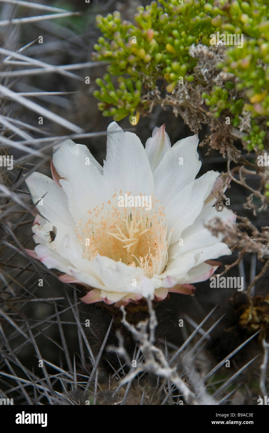 Blooming Cactus,Atacama Desert Chile,Succulent Plants, Cactus Stock ...
