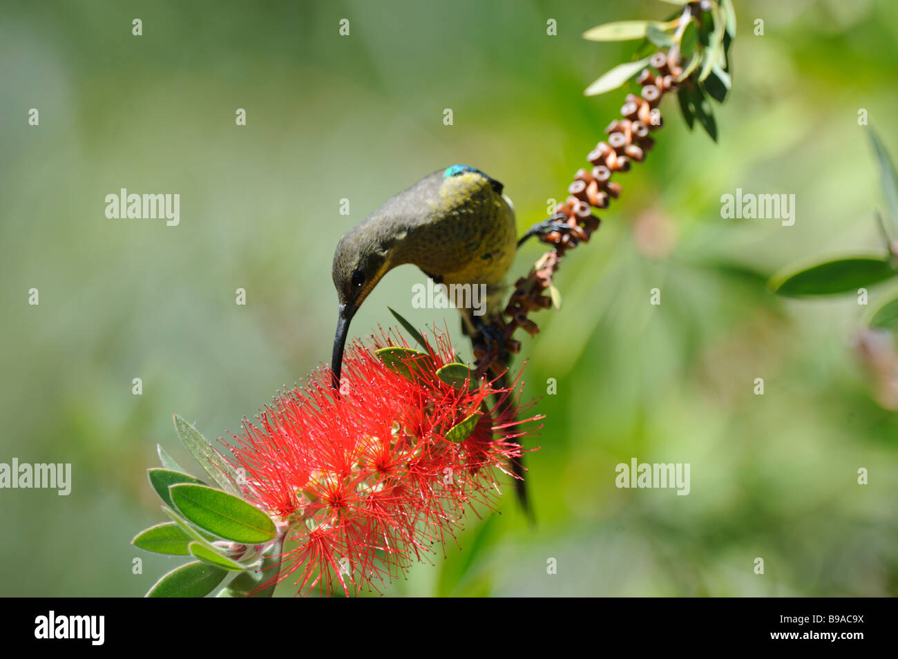 Sun Bird Feeding Stock Photo - Alamy