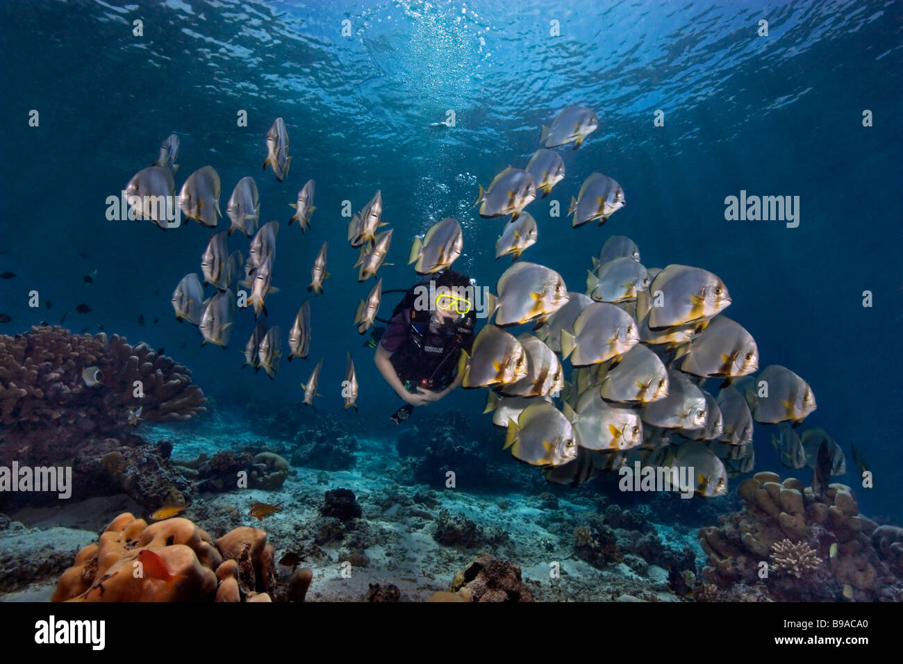 Circular spadefish platax orbicularis hi-res stock photography and ...