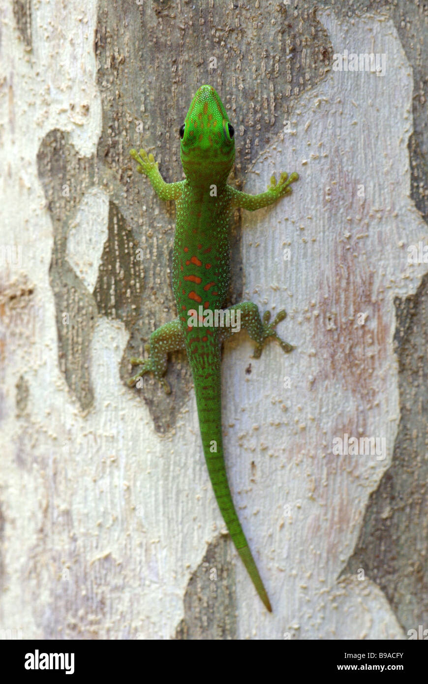 Baby gecko hi-res stock photography and images - Alamy