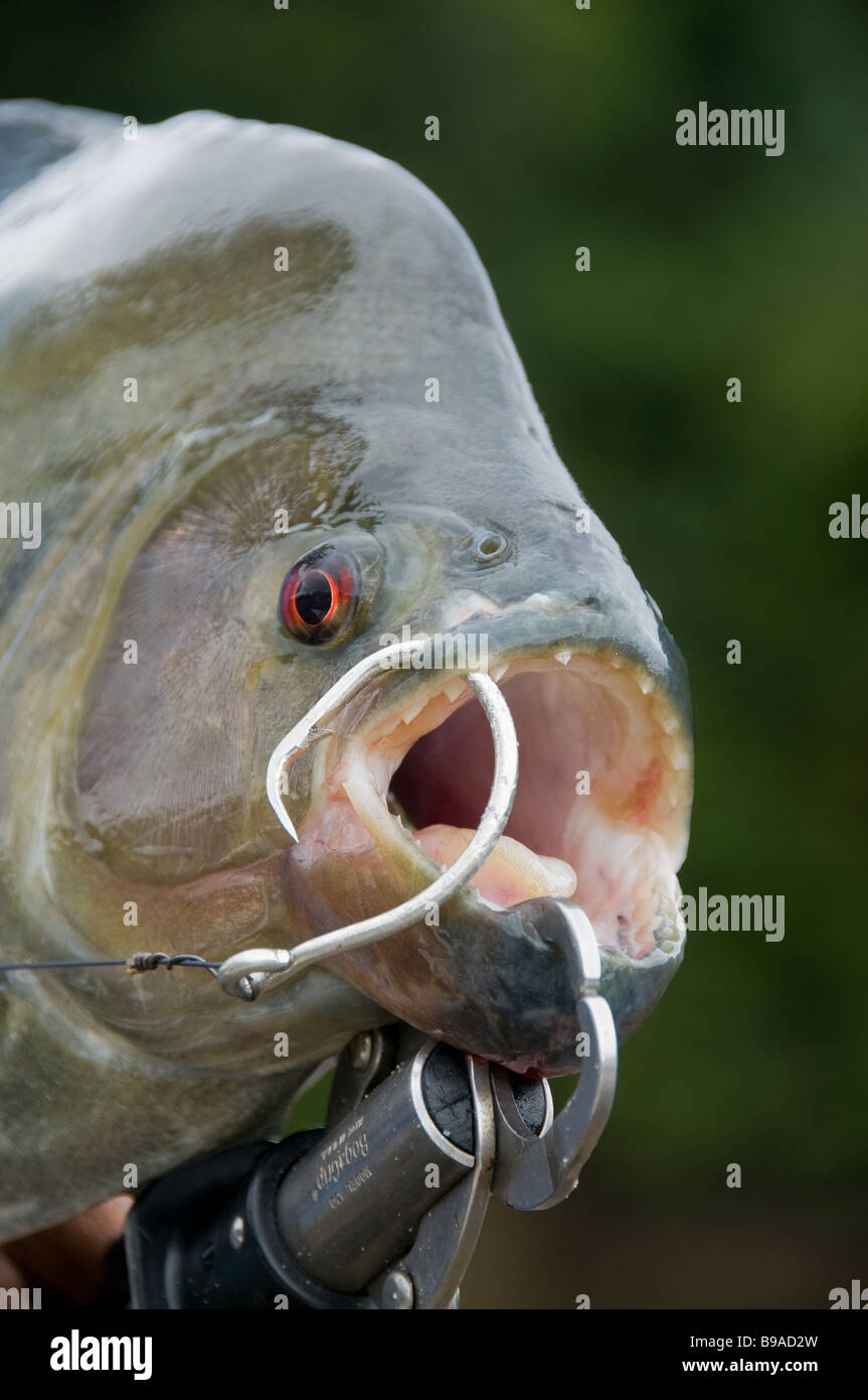 A giant piranha caught on a bait and circle hook from a rocky, deep ...