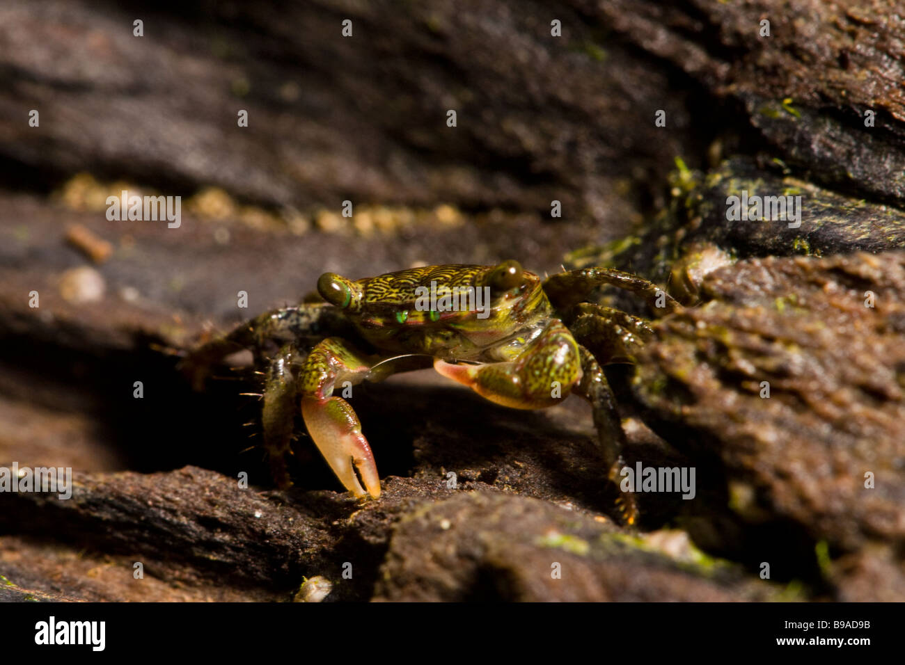 Close up of a small rock crab eating algae from driftwood on Playa ...