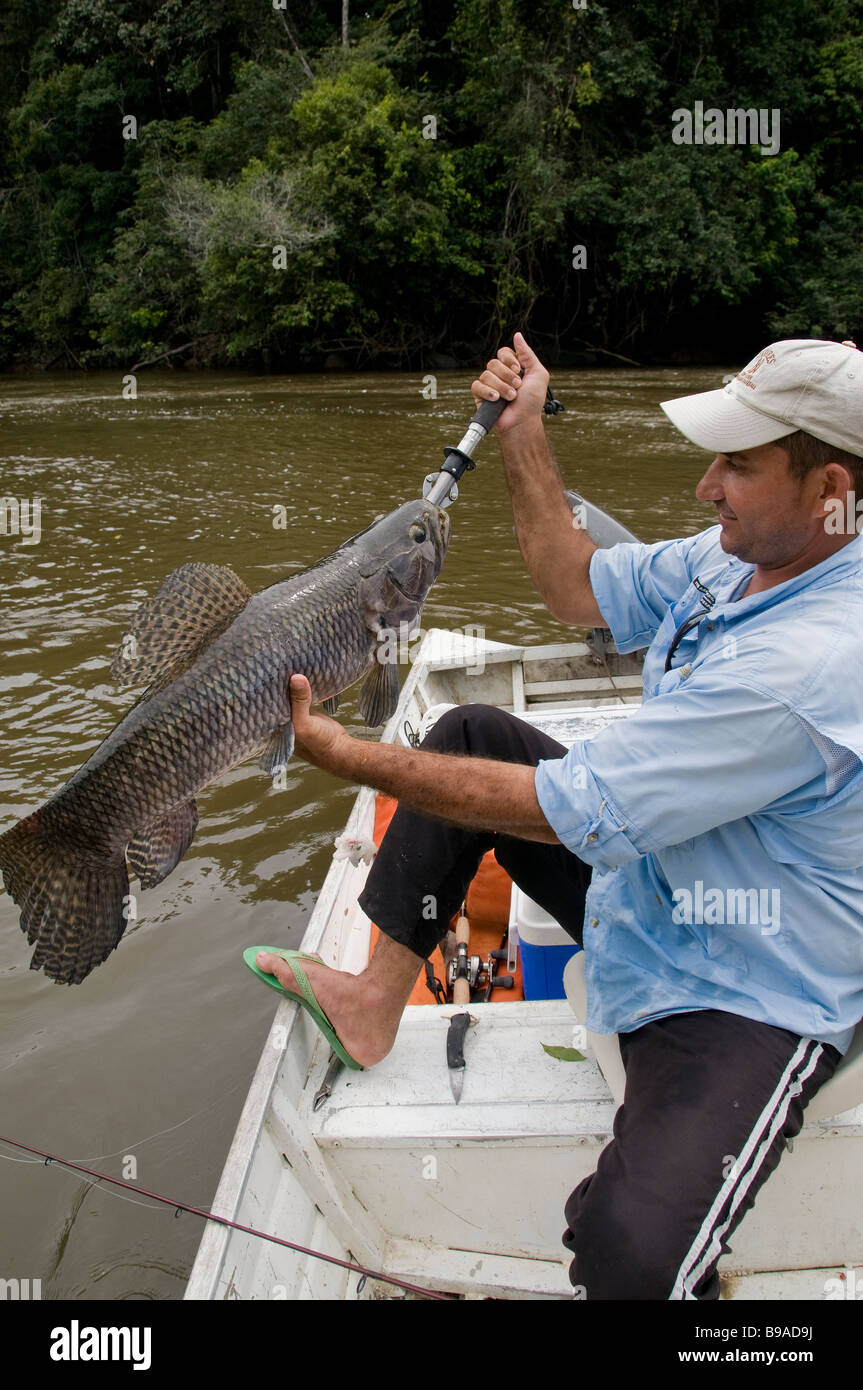 An angler lands a big Trairao (trieda) from a backwater area on the Rio ...