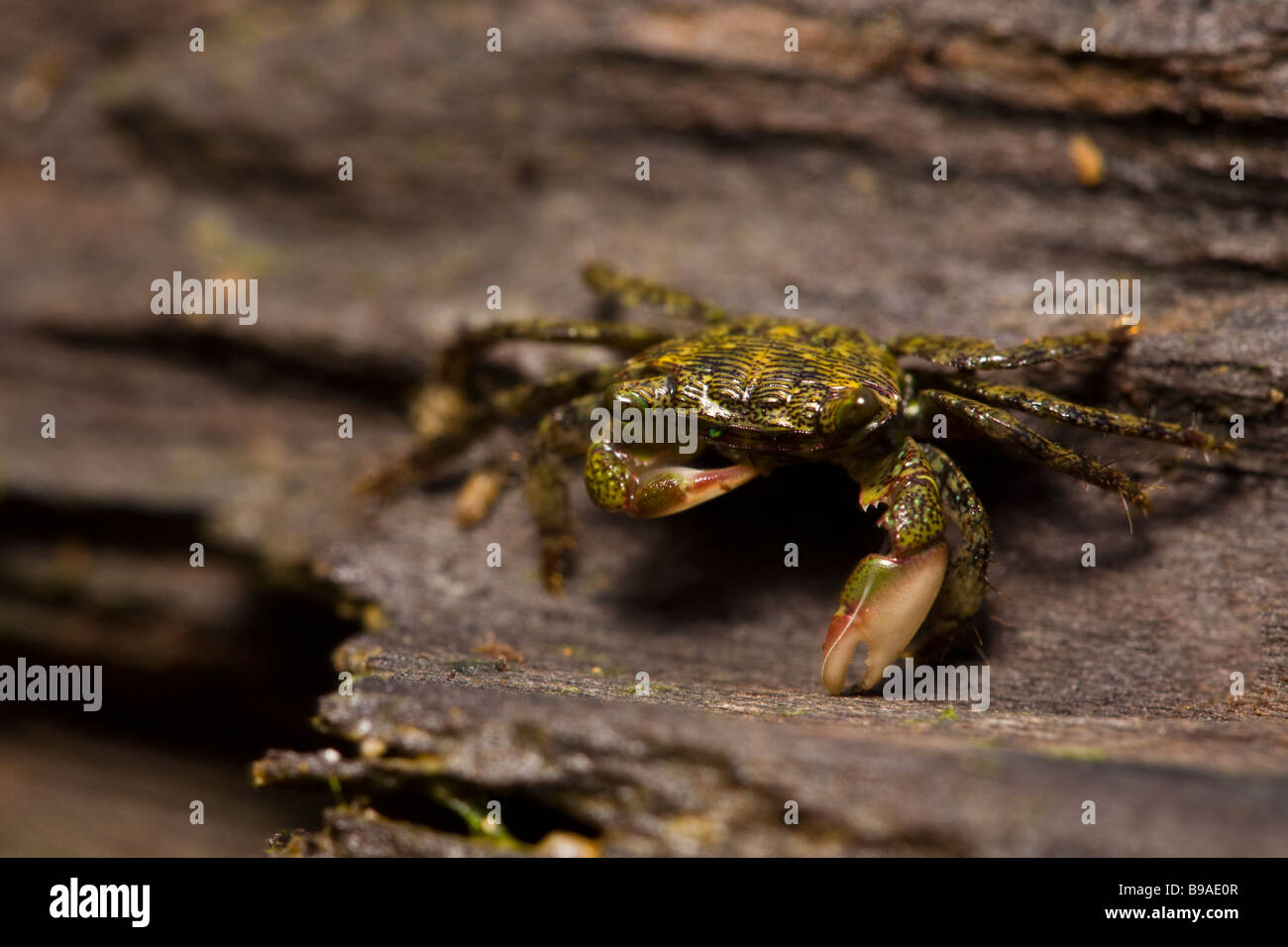 Close up of a small rock crab eating algae from driftwood on Playa ...