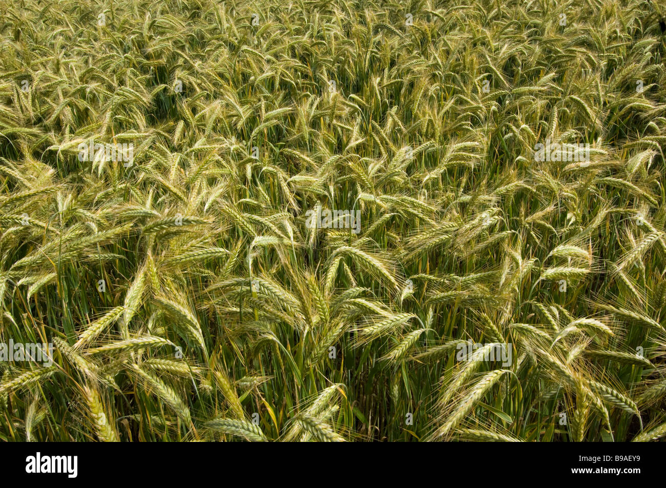 Crop production wheat hi-res stock photography and images - Alamy