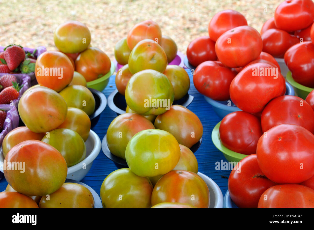 Tomato Tomatoes Produce display at farmer s flea market florida Stock ...