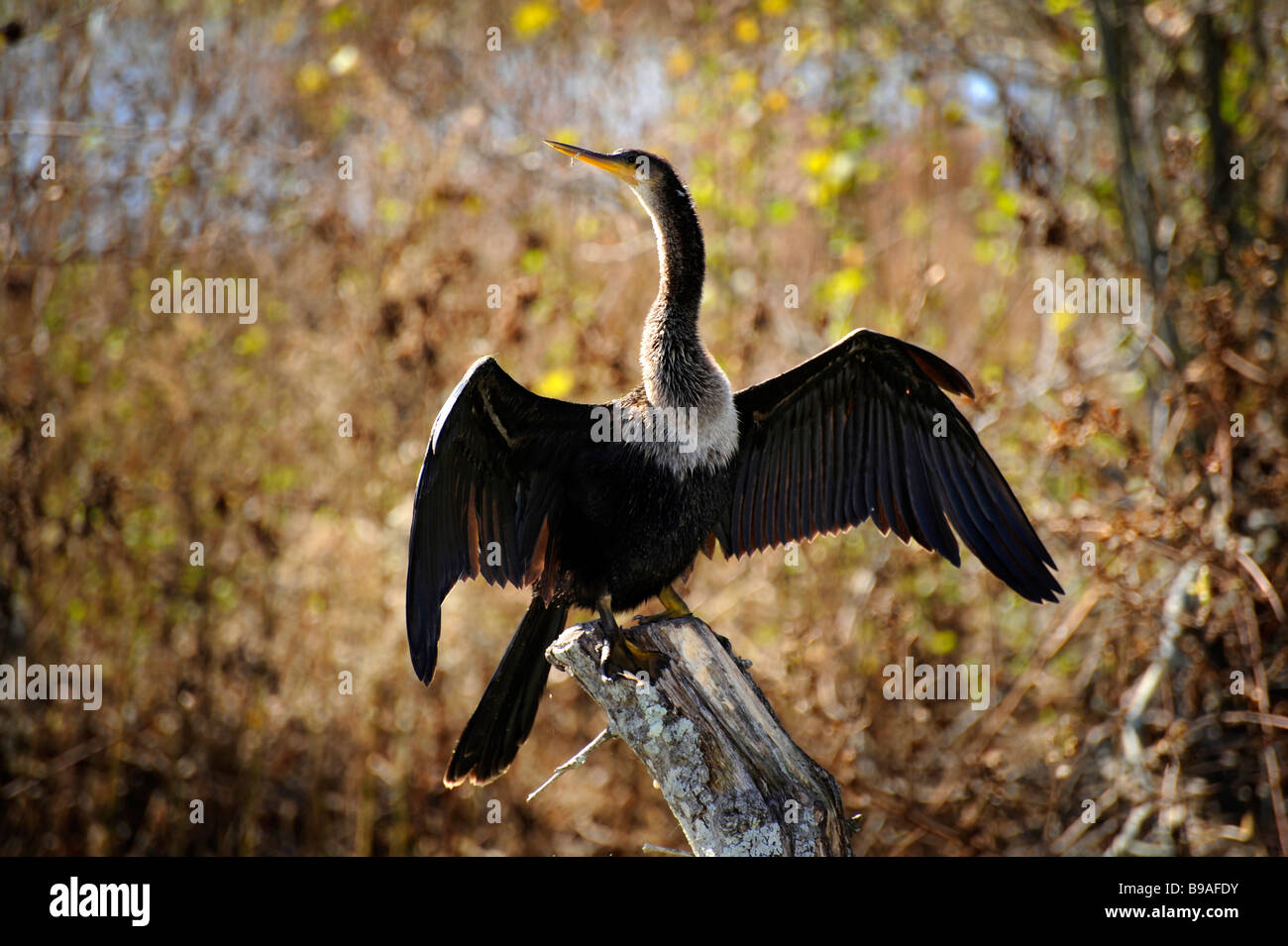 Female Anhinga at Circle B Bar Reserve Environmental Nature Center ...