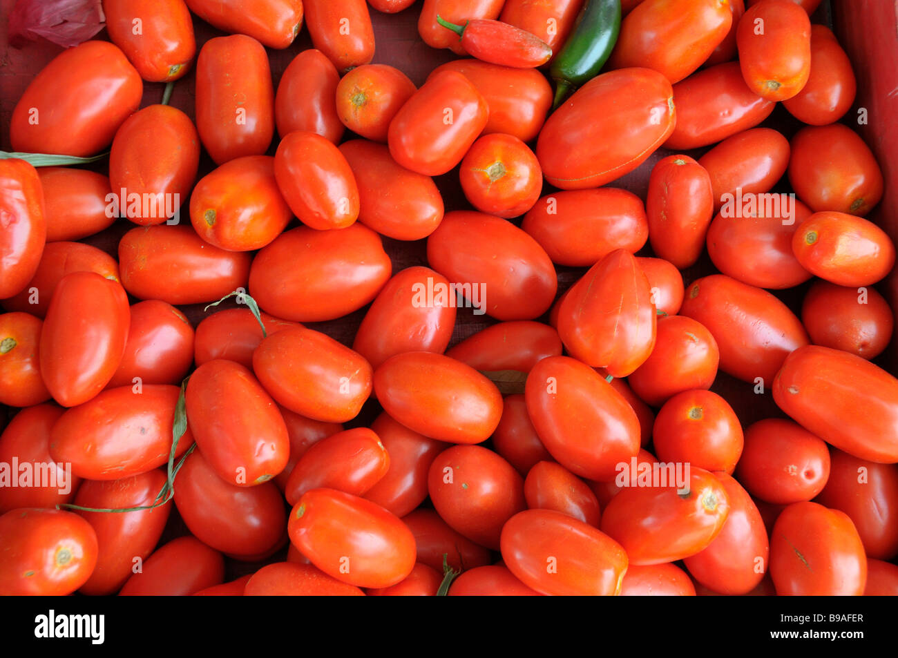 Tomato Tomatoes Produce display at farmer s flea market florida Stock ...