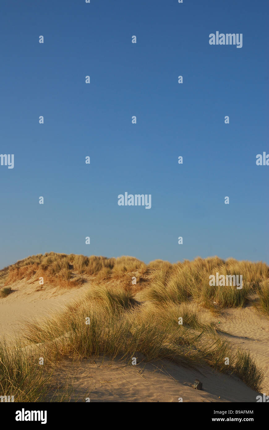 Hayle sand dunes. Hayle, Cornwall, England Stock Photo - Alamy