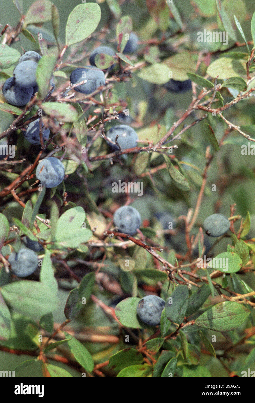 Berry field in the Central Siberian nature preserve Stock Photo - Alamy