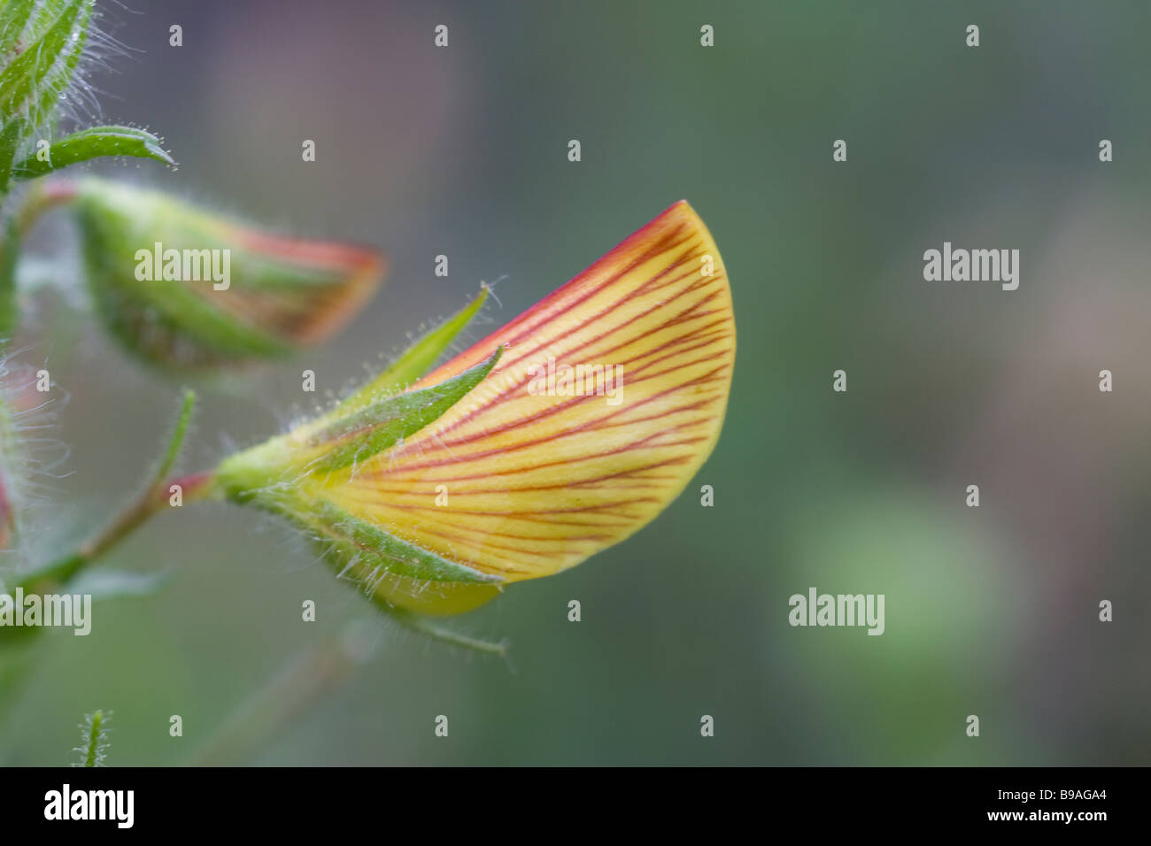 Large Yellow Restharrow Ononis natrix Stock Photo - Alamy