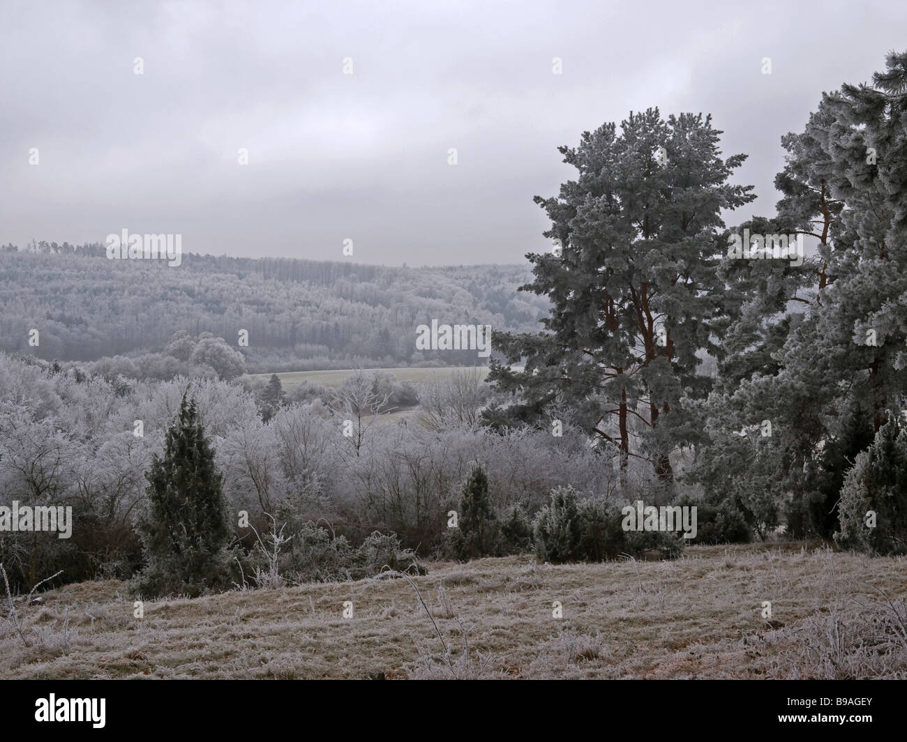 trees with ice in the background the forest with much trees with ice at ...