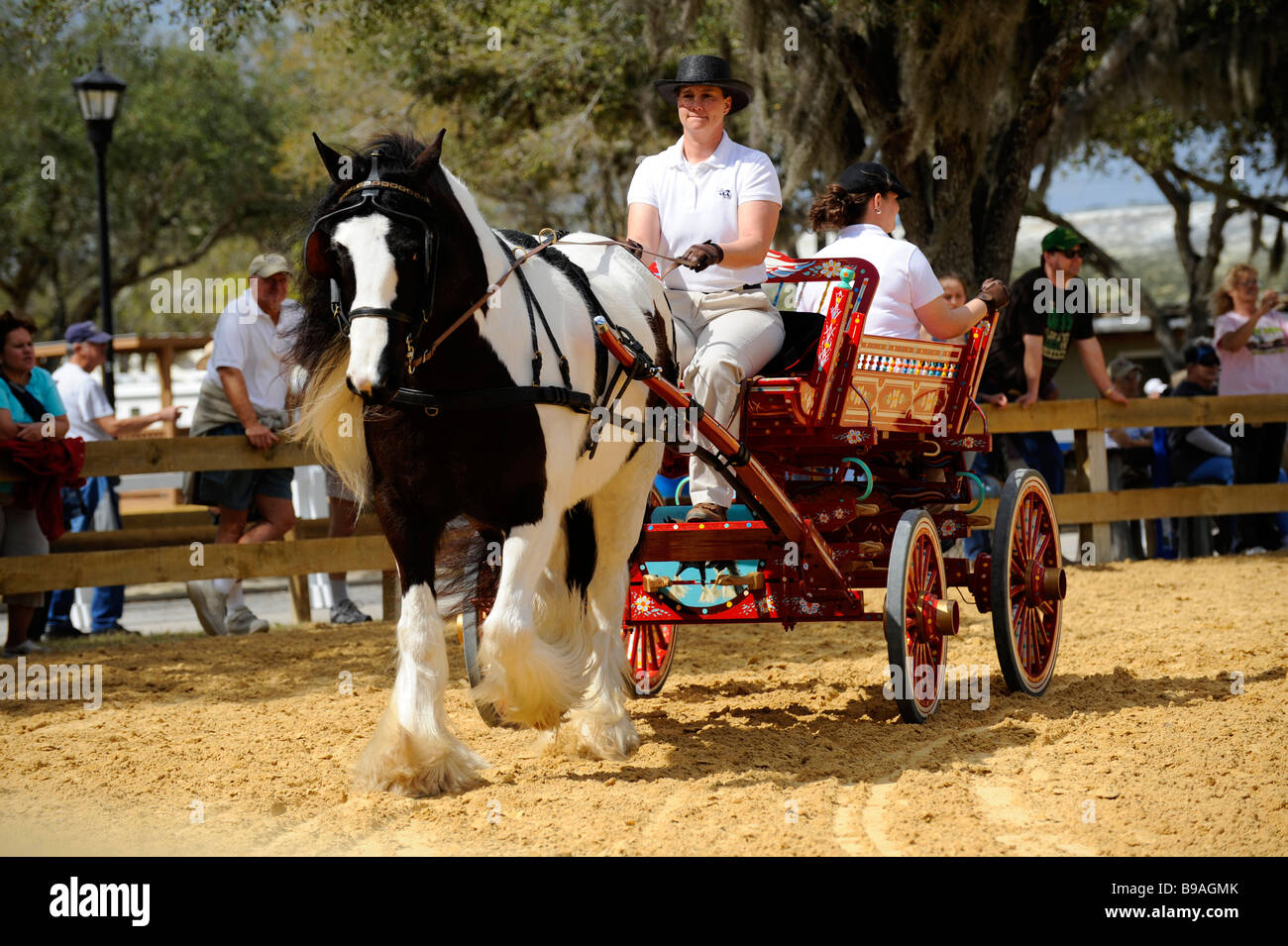 Gypsy horse exhibition at Florida State Fairgrounds Tampa Stock Photo ...