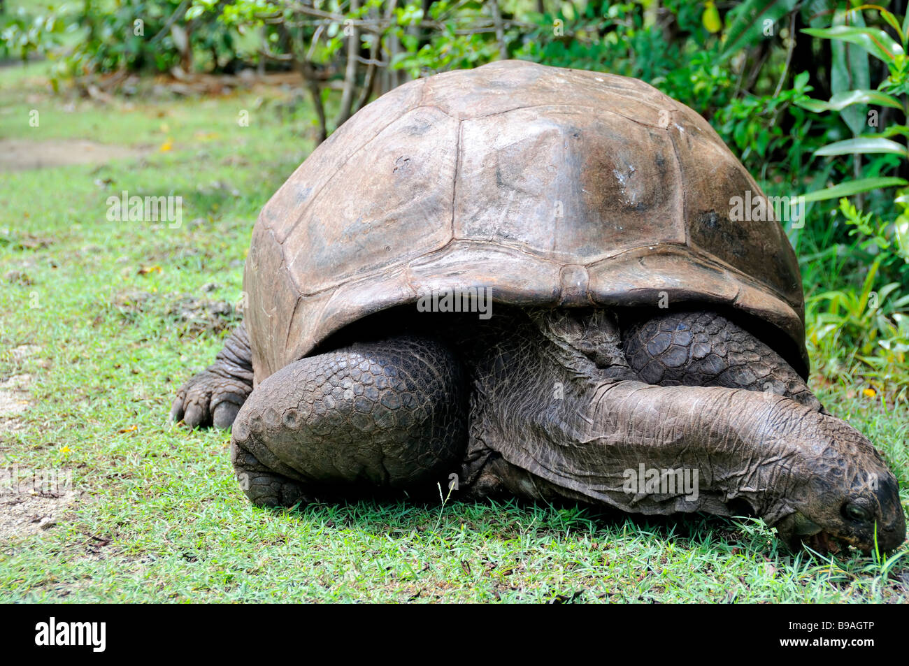 "Ile aux Aigrettes Nature Reserve" "Mauritius island" wildlife turtle ...