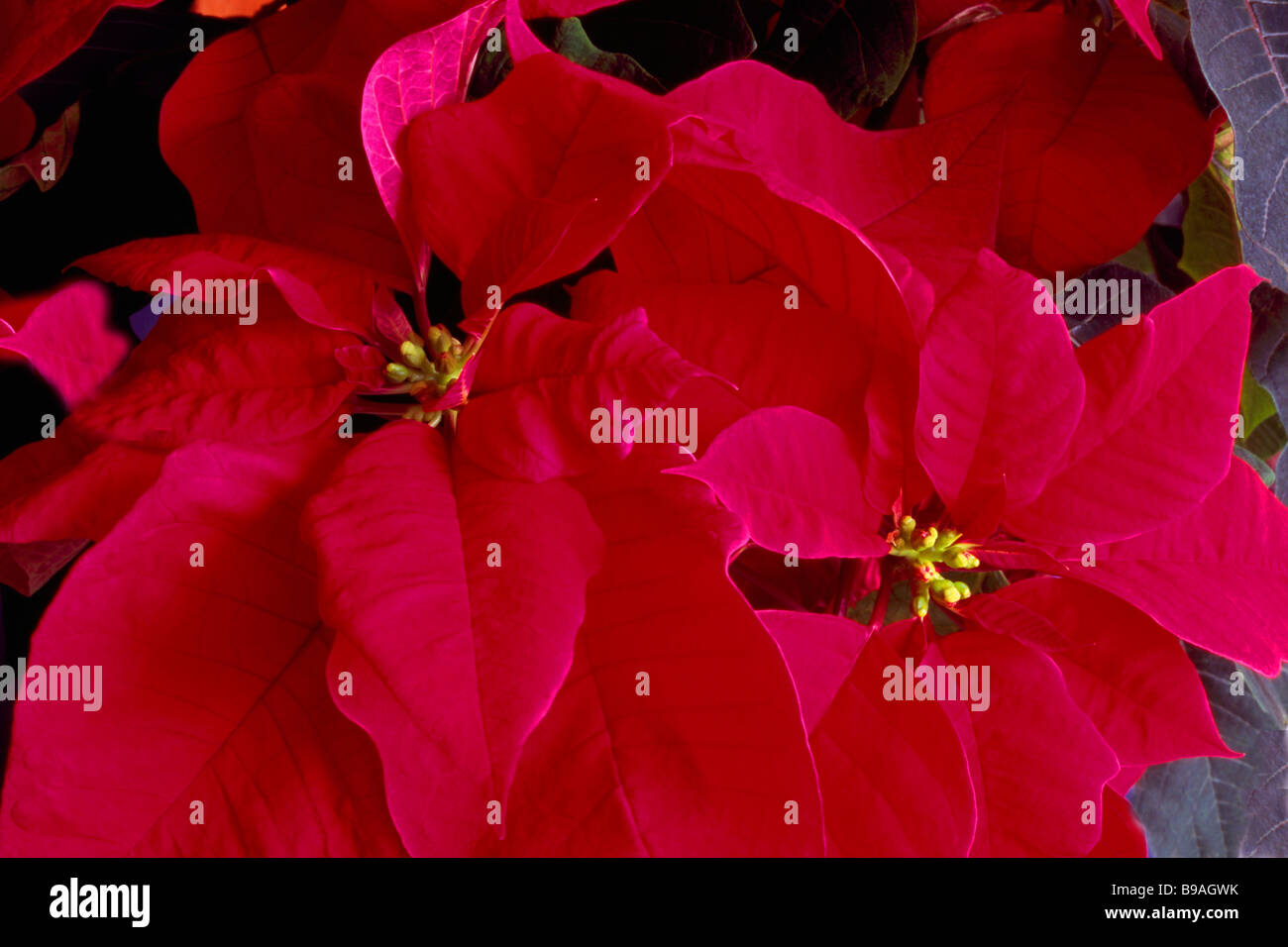 Red Poinsettia (Euphorbia pulcherrima), the Traditional Christmas ...