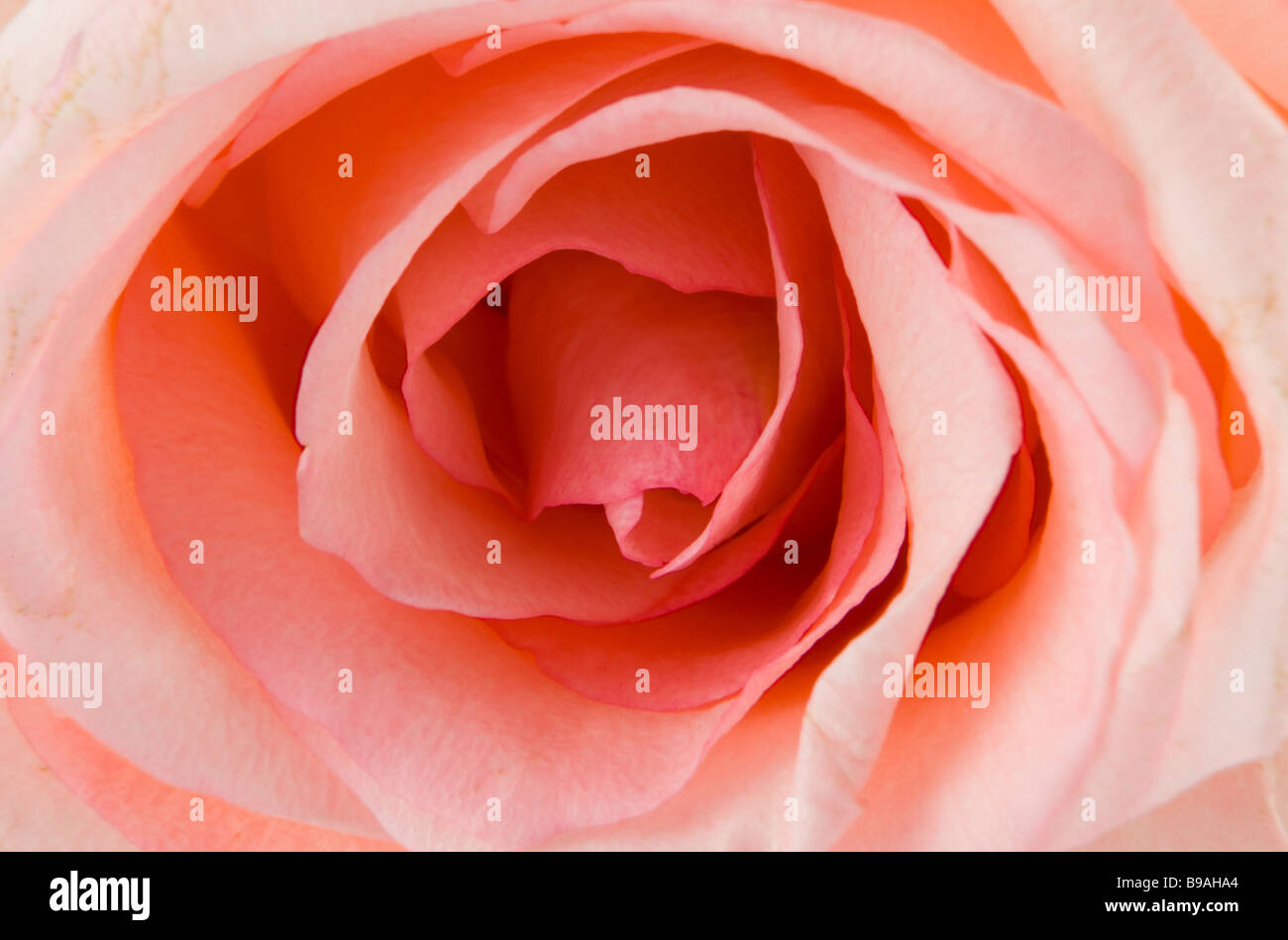 the part of nice pink rose macro Stock Photo - Alamy